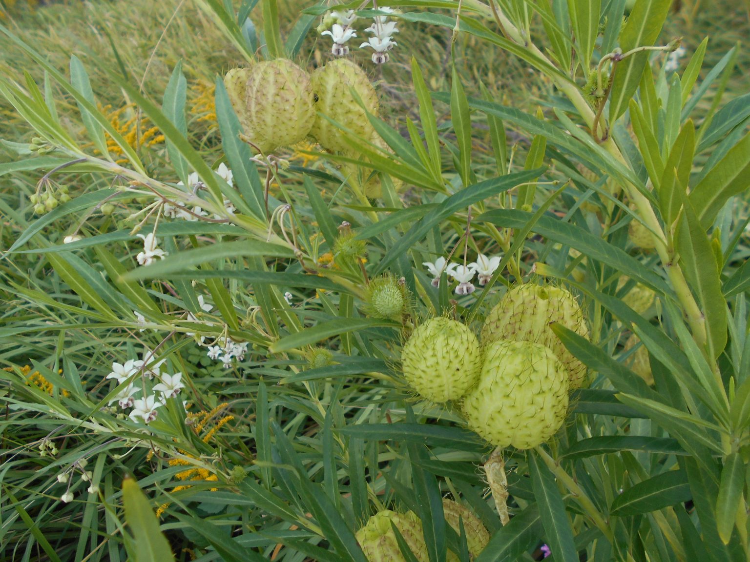 トウフウセン | ヤタカラス便り